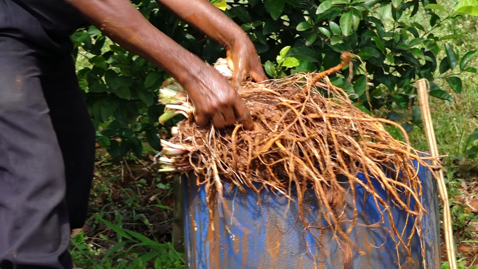 Government Urged to Support Herbal Plant Farming for Local Medicine ...