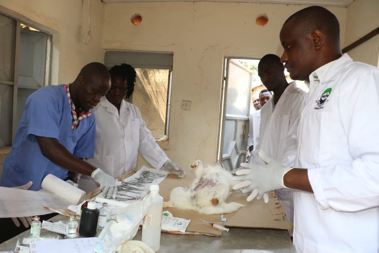 Busia County Launches Veterinary Surgeries to Control Dog Population ...