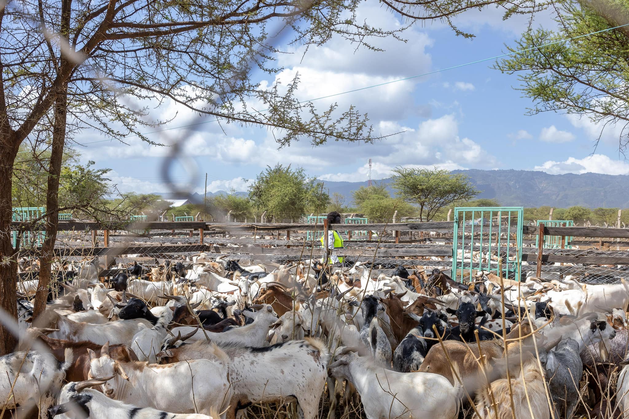 Ruto Champions Agricultural Growth at Kimalel Goat Auction - HUBZ MEDIA
