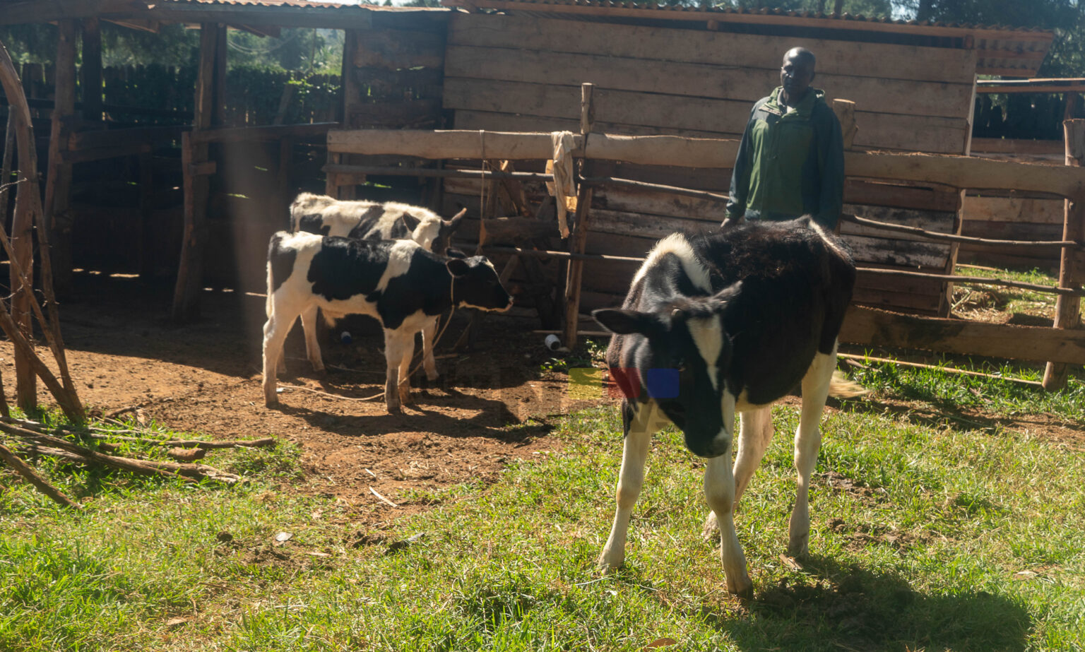 Police Return Seven Dairy Cows After Nandi Residents Protest Alleged ...
